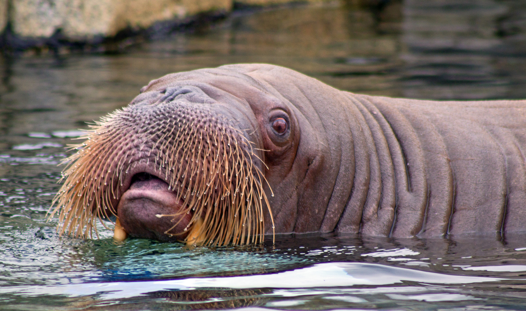 schöner Bart Foto & Bild | natur, tiere Bilder auf fotocommunity