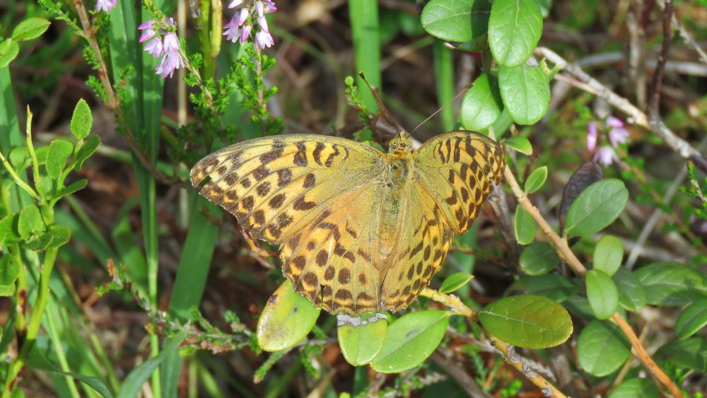 Schöner Falter Foto & Bild | tiere, wildlife, schmetterlinge Bilder auf ...