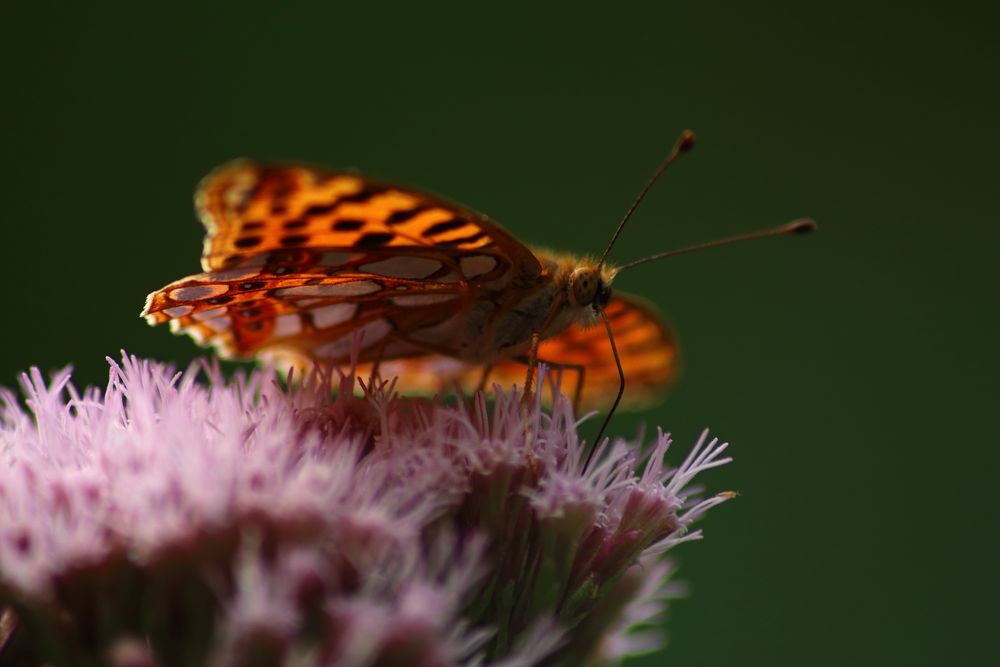 Schöner Falter Foto & Bild | makro, orange, natur Bilder auf fotocommunity