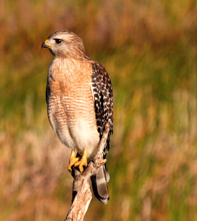 schöner Greif aus Florida Foto & Bild | tiere, wildlife, wild lebende ...