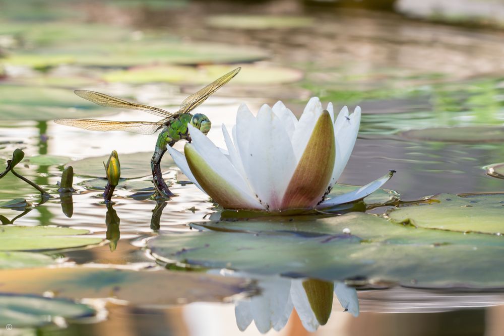 schöner Lebensraum Foto & Bild | tiere, wildlife, libellen Bilder auf fotocommunity