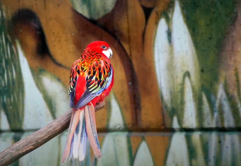 Schöner Rücken kann auch entzücken..... Foto & Bild | tiere, zoo ...