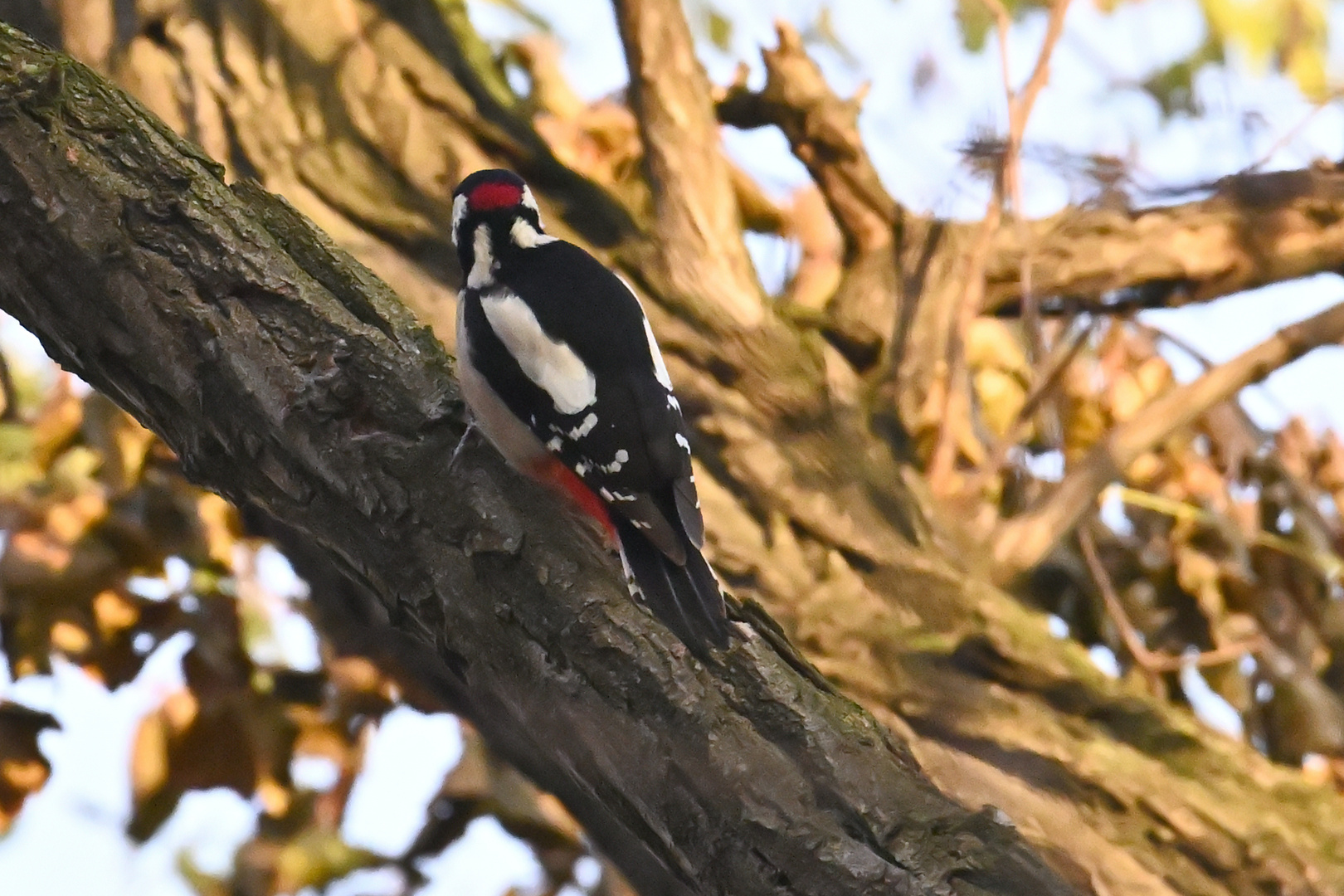 Schöner Rücken, kann auch entzücken Foto & Bild | tiere, wildlife, wild ...