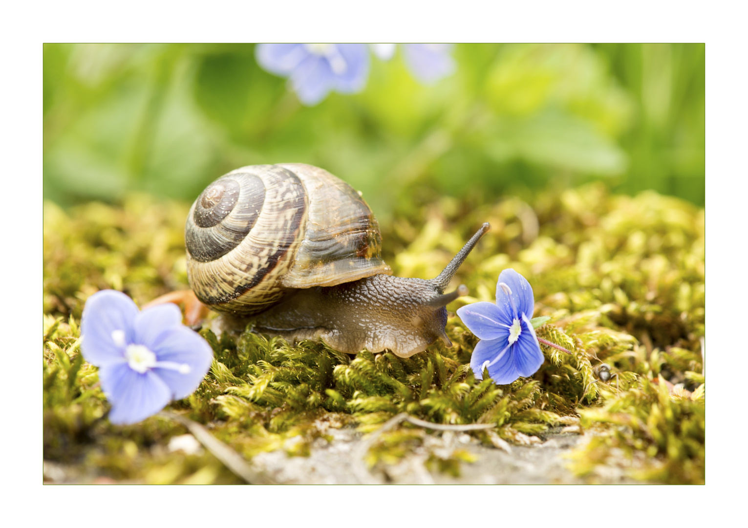 *schöner Schleimer* Foto & Bild | natur-makros, natur-kreativ ...
