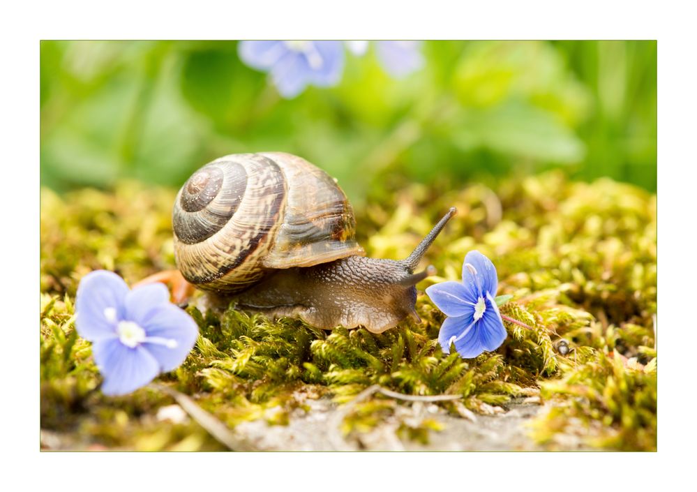 *schöner Schleimer* Foto & Bild | natur-makros, natur-kreativ ...