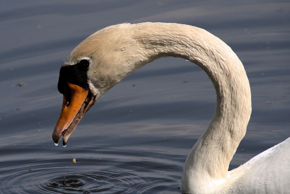 Schöner Schwan Foto & Bild | wasser, natur, see Bilder auf fotocommunity
