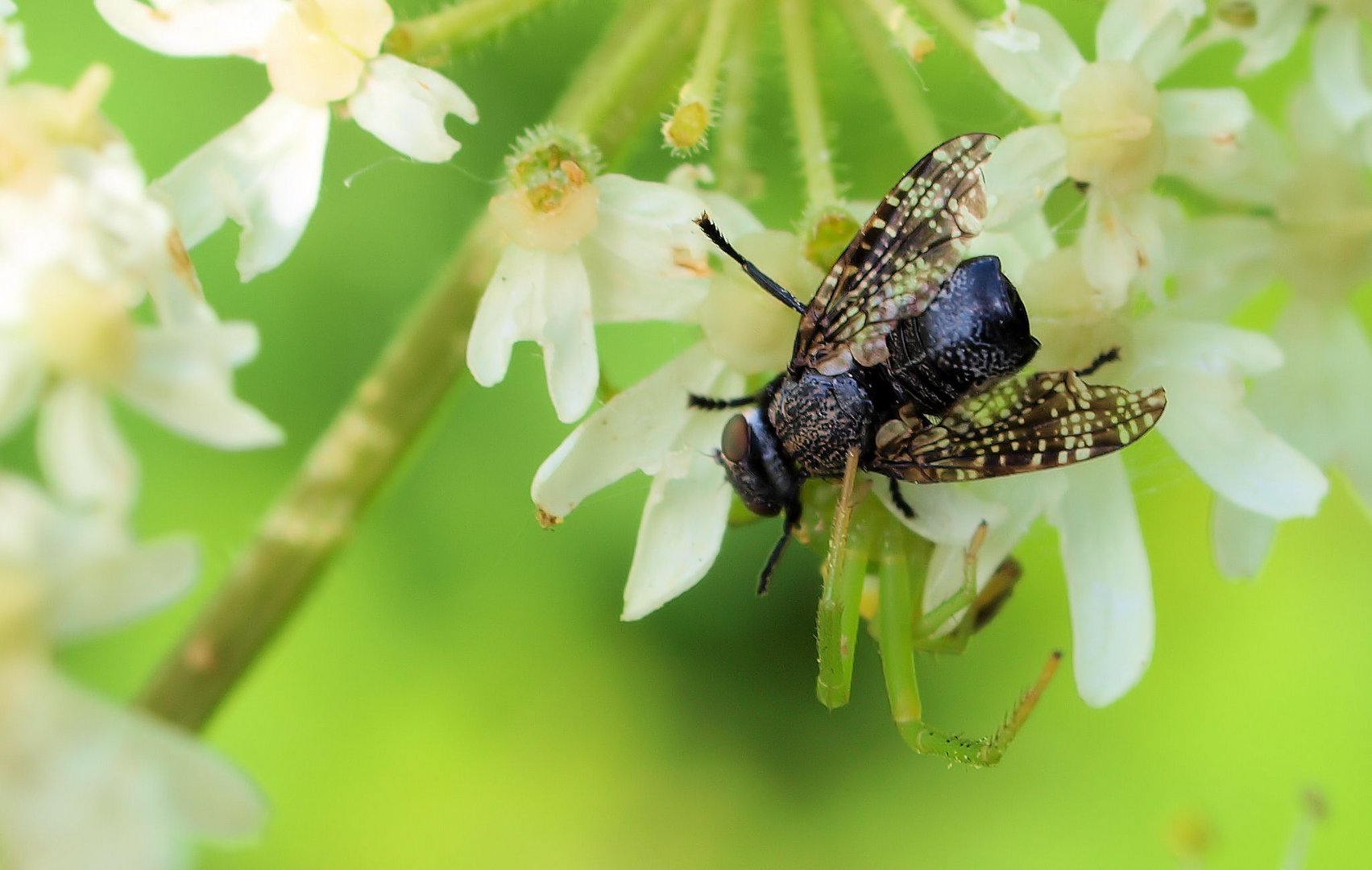 Schönes Tierchen.... Foto & Bild | tiere, wildlife, insekten Bilder auf ...