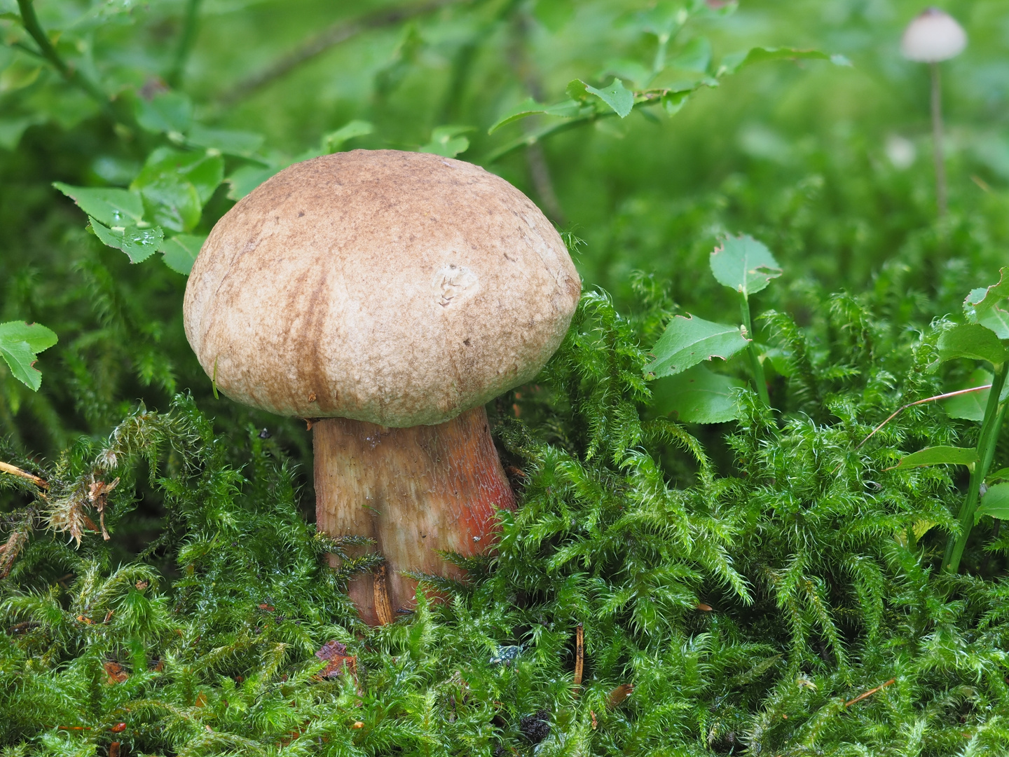 Schönfußröhrling (Caloboletus calopus) Foto & Bild | natur, pilz ...