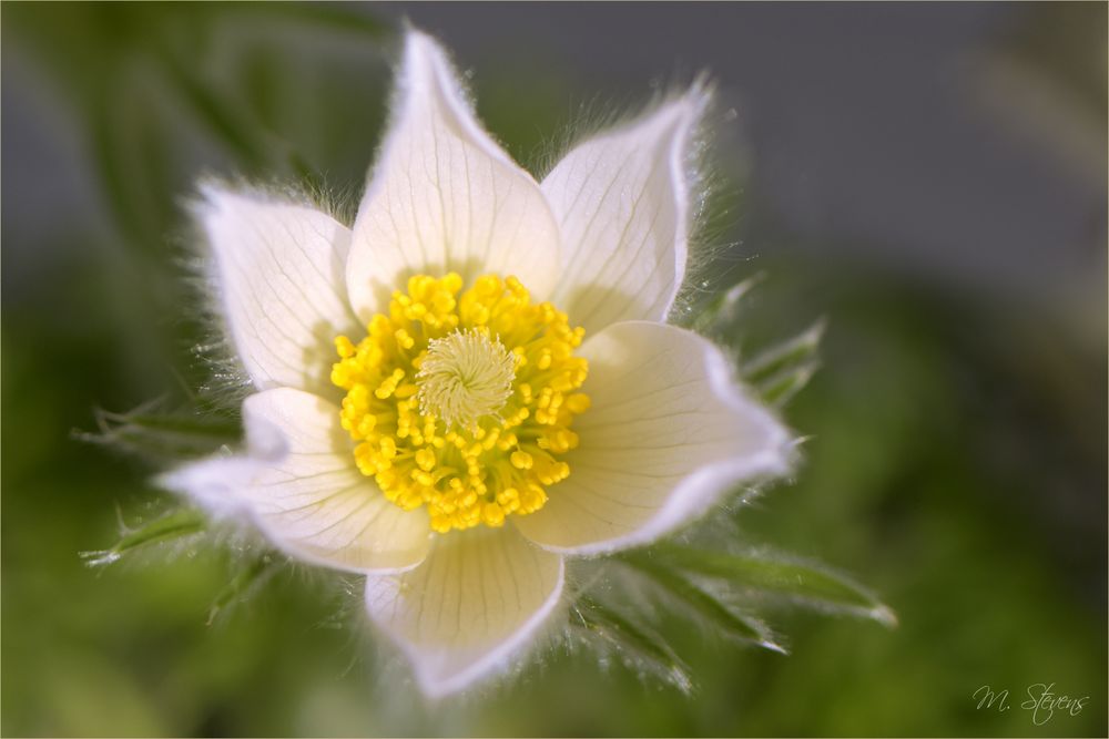 Schönheit Foto & Bild | natur-makros, projekte, natur-kreativ Bilder auf fotocommunity