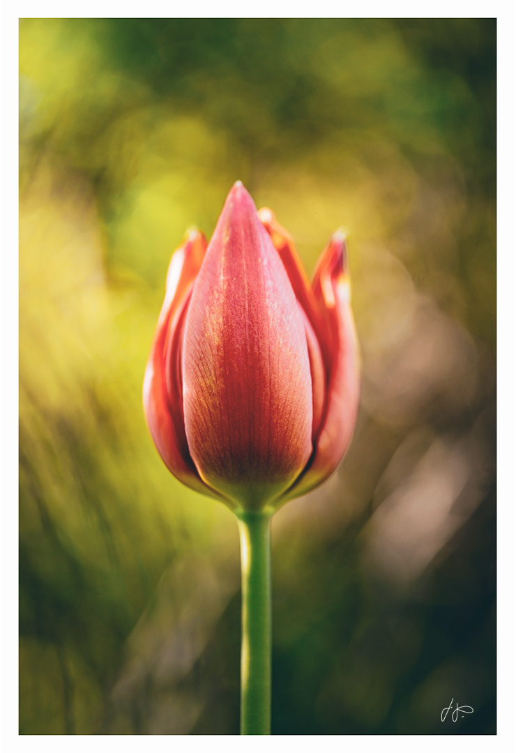 Schönheit am Stiel Foto & Bild | spezial, tulpen, natur Bilder auf fotocommunity