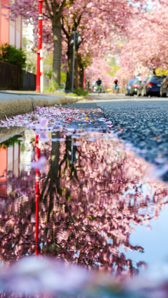 Schönheit in der Gosse Foto & Bild | street, world, wasser Bilder auf fotocommunity