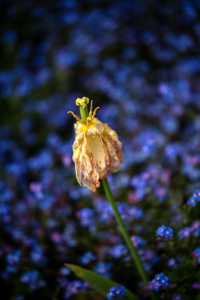 Schönheit ist ein kurzes Schauspiel 2 Foto & Bild | natur-makros, natur-kreativ ...