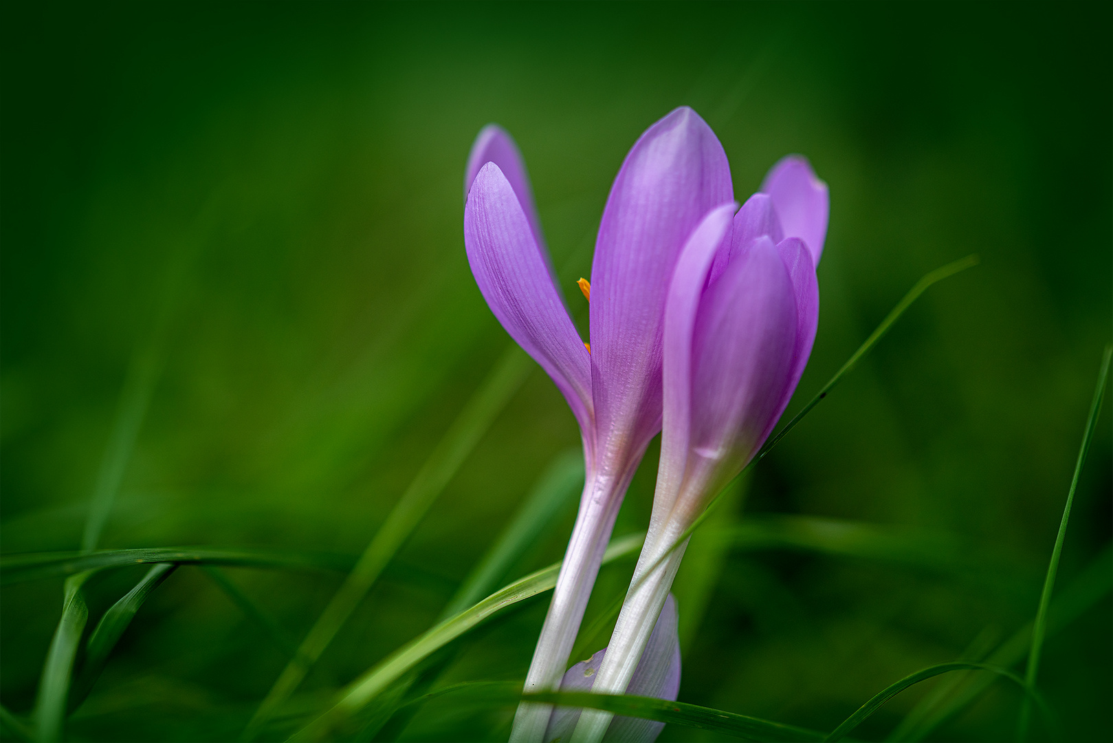 Schönheiten - wenn auch giftig Foto & Bild | pflanzen, pilze & flechten ...