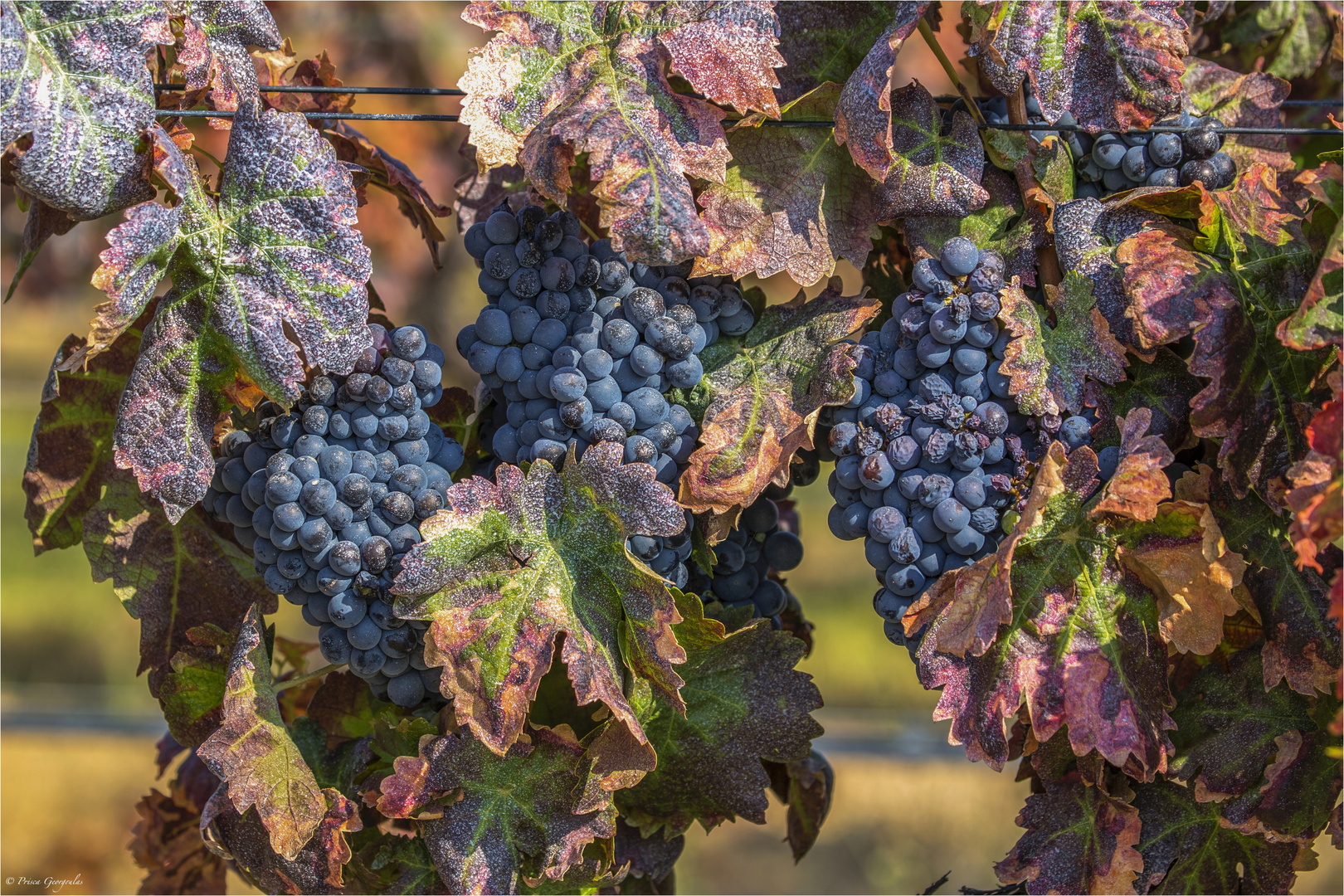 Schon einige Wochen ... Foto & Bild | stillleben, landschaft ...