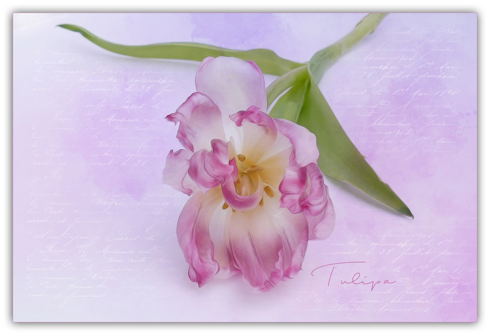 SCHON LEICHT VERWELKT Foto & Bild | art, spezial, tulpen Bilder auf fotocommunity