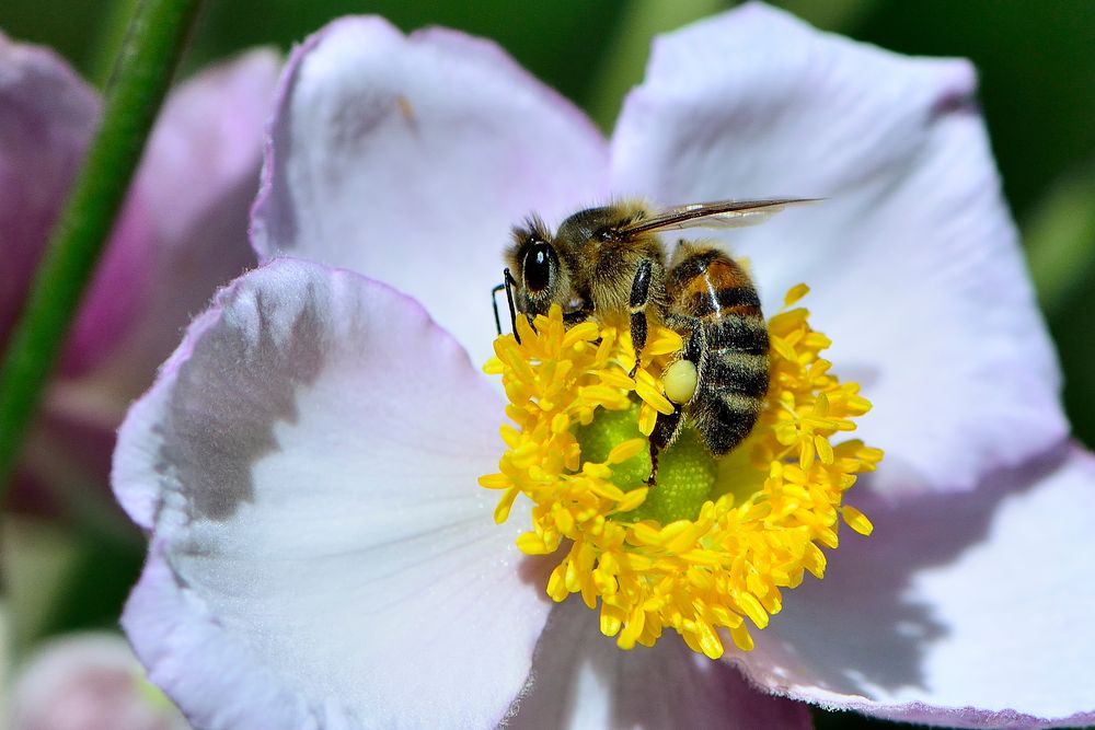 Schon reichlich Nektar gesammelt.. Foto & Bild | tiere, wildlife ...