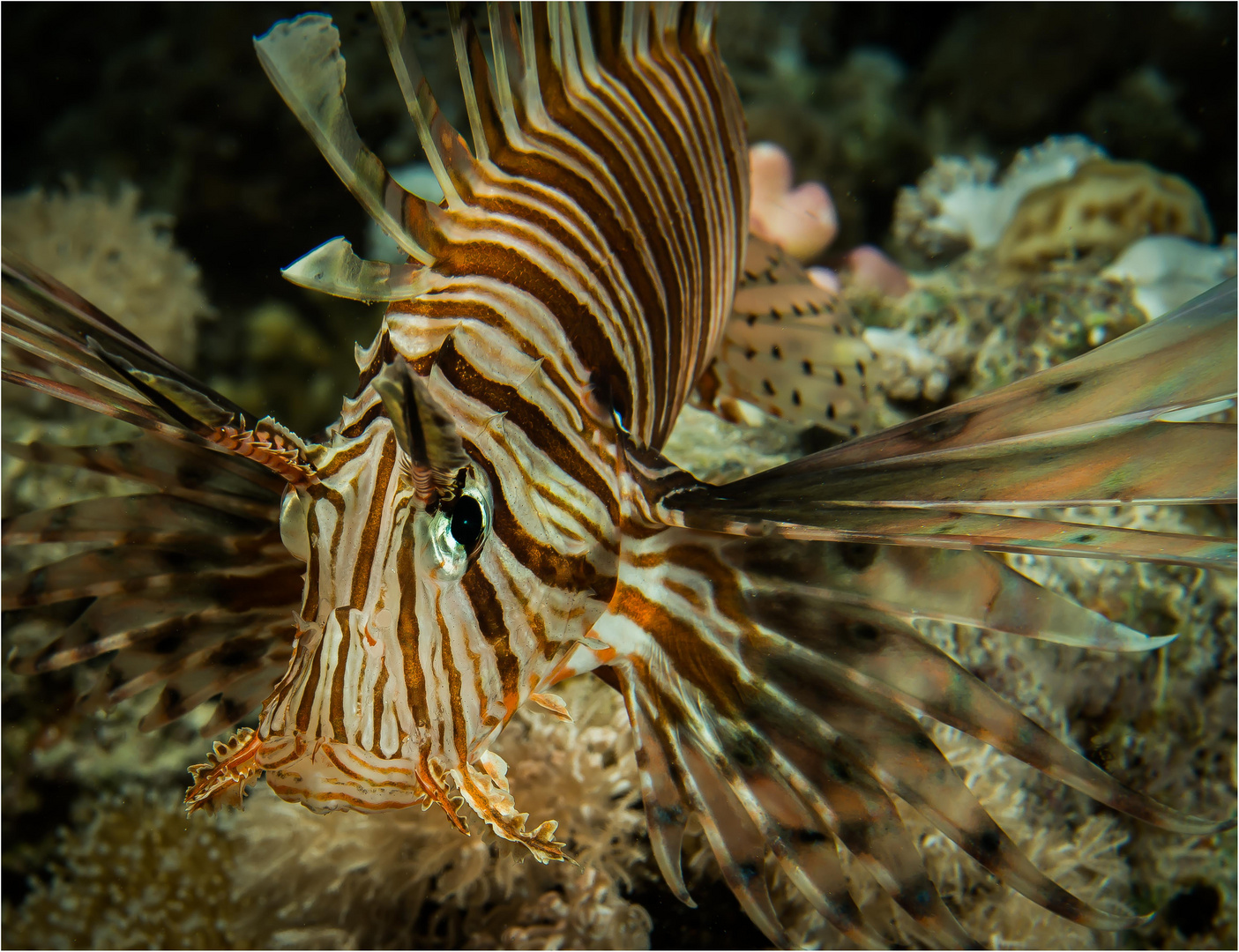 ...schon wieder ein Feuerfisch.... Foto & Bild | unterwasser, uw ...