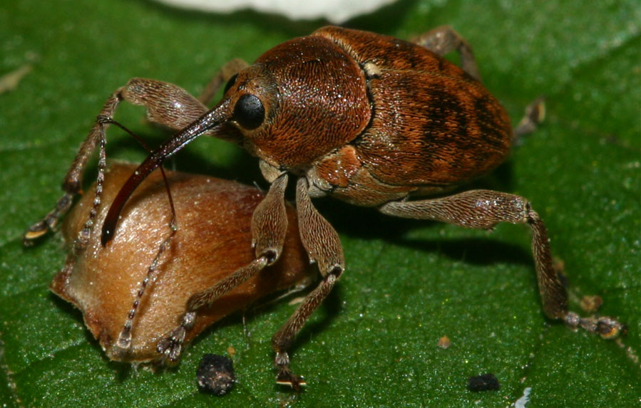 Schon wieder n Käfer Foto & Bild | tiere, wildlife, insekten Bilder auf ...