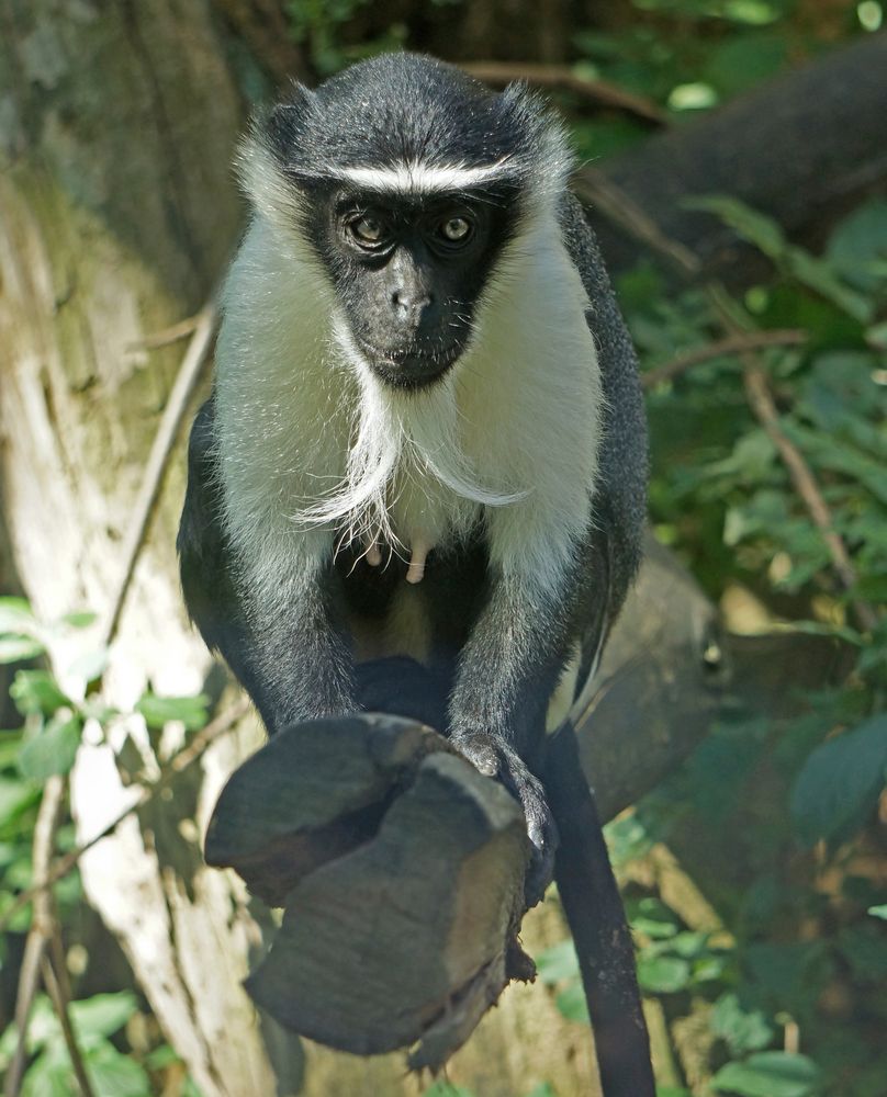 Schopfgibbon Foto & Bild | affen, primaten, natur - zoos Bilder auf ...