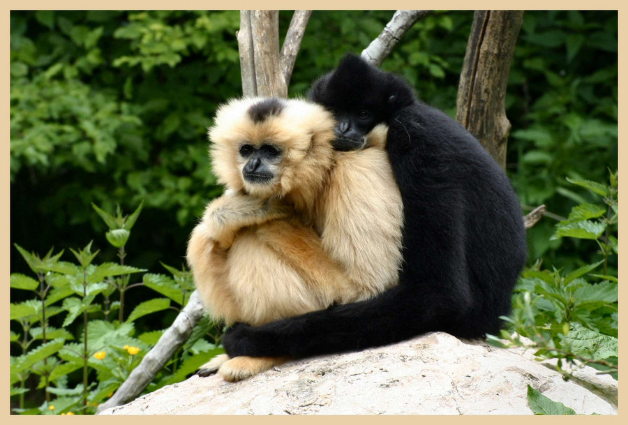Schopfgibbon Foto & Bild | tiere, zoo, wildpark & falknerei, säugetiere ...