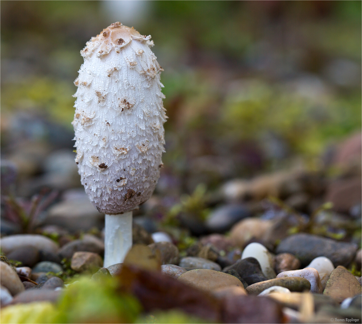 Schopftintling (Coprinus comatus) Foto & Bild | pflanzen, pilze ...