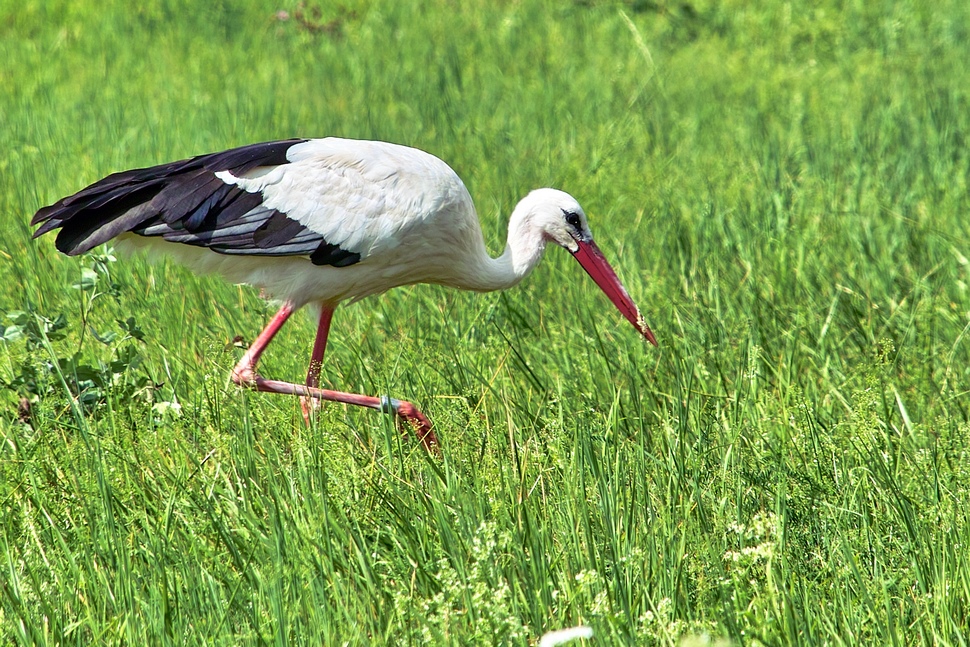 Schorsch der Storch Foto & Bild | tiere, wildlife, wild lebende vögel ...