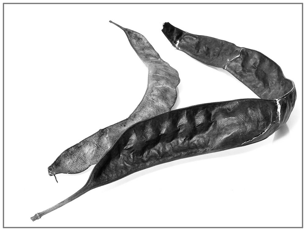 Schoten Foto & Bild | fotokunst, monochrome fine art, grafisches Bilder ...