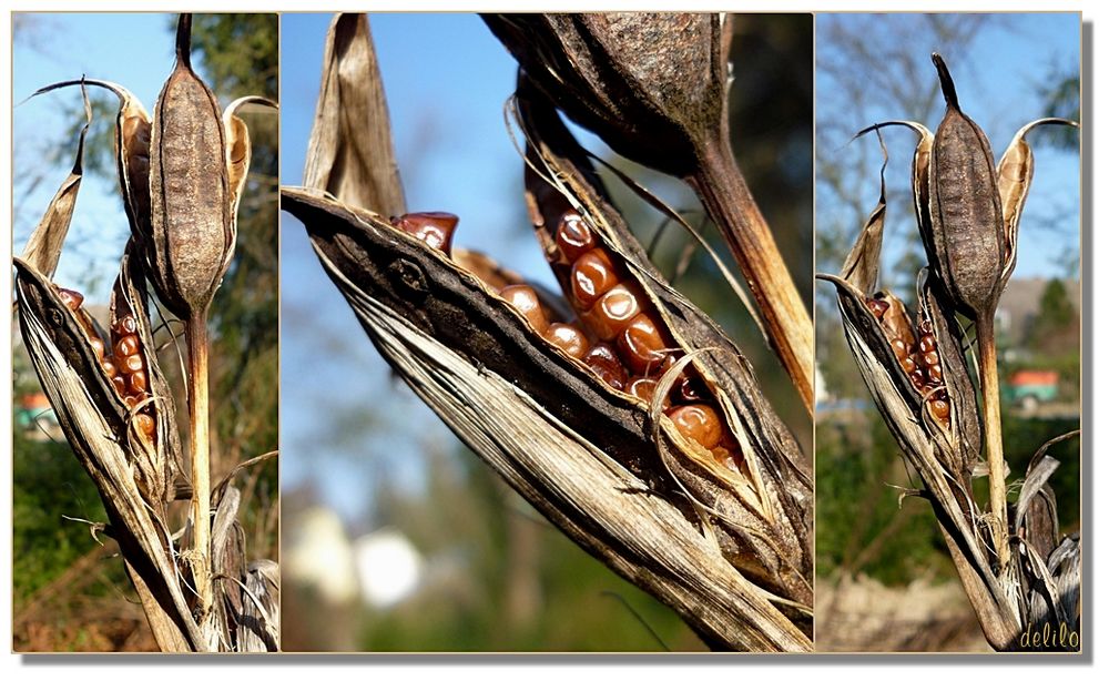 Schoten mit Samen .. Foto & Bild | natur-makros, natur-kreativ ...