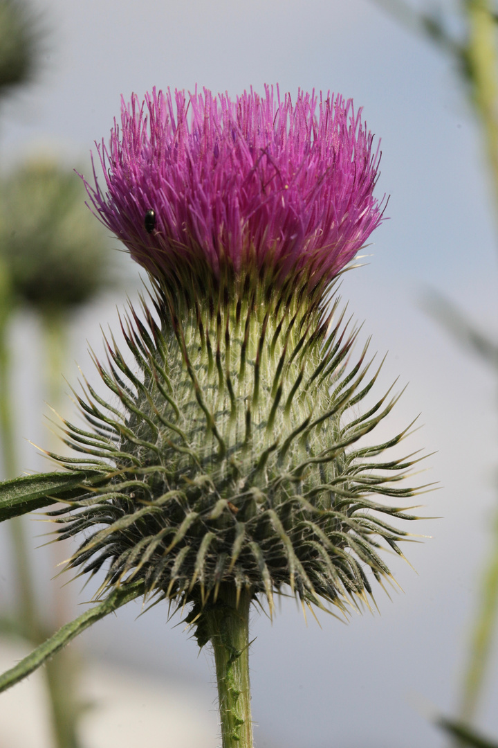 Schottische Distel Foto & Bild | distel, karde Bilder auf fotocommunity