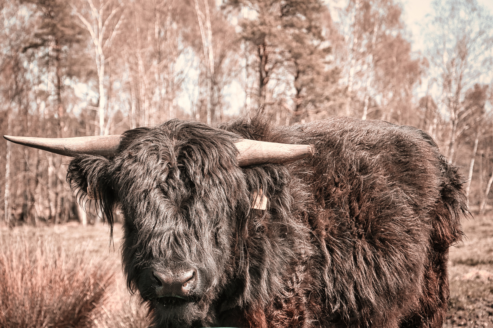 Schottische Hochlandrind Foto & Bild | tiere, natur, landschaft Bilder ...