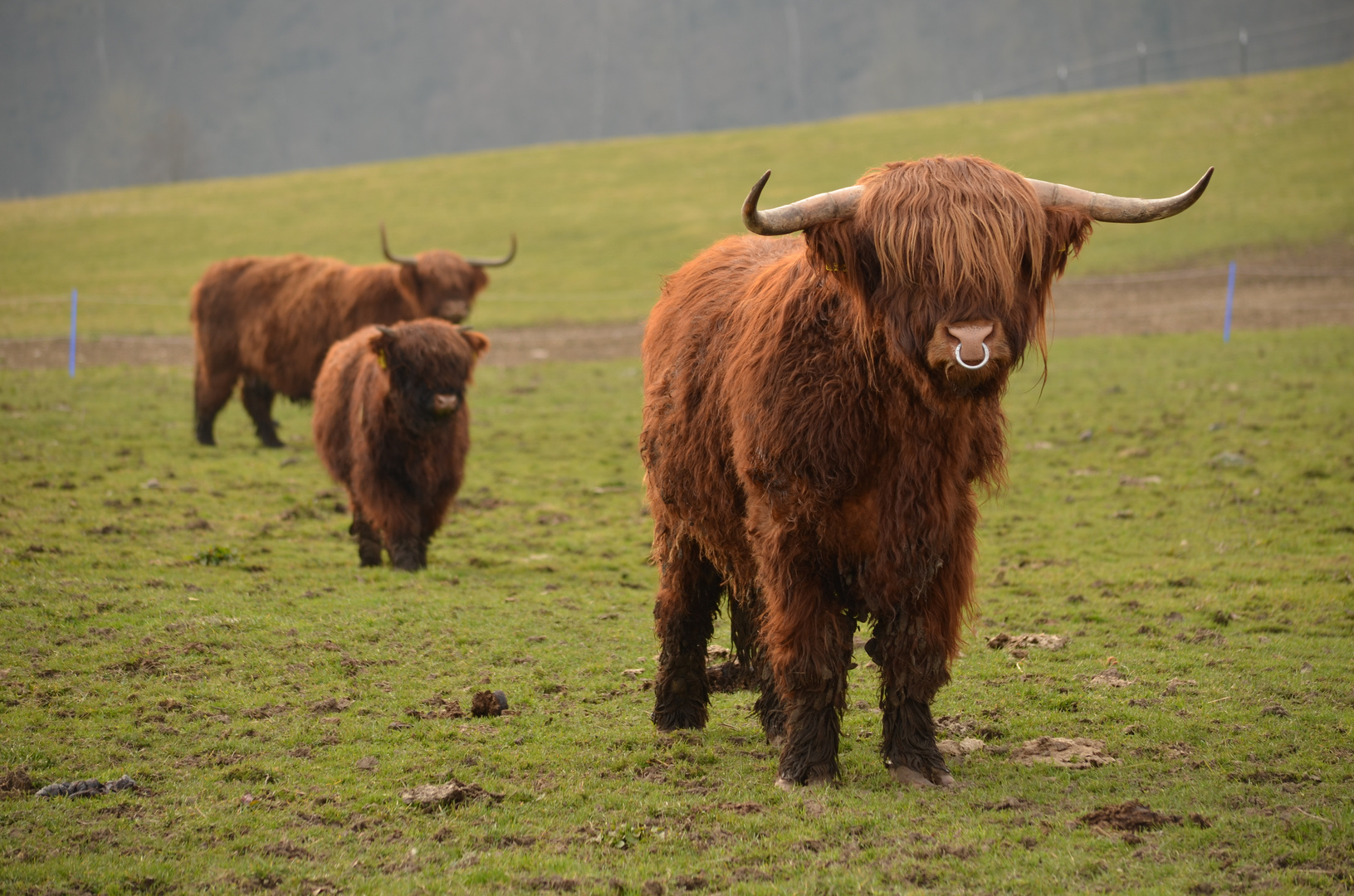 Schottische Hochlandrinder Foto & Bild | tiere, haustiere, sonstige ...