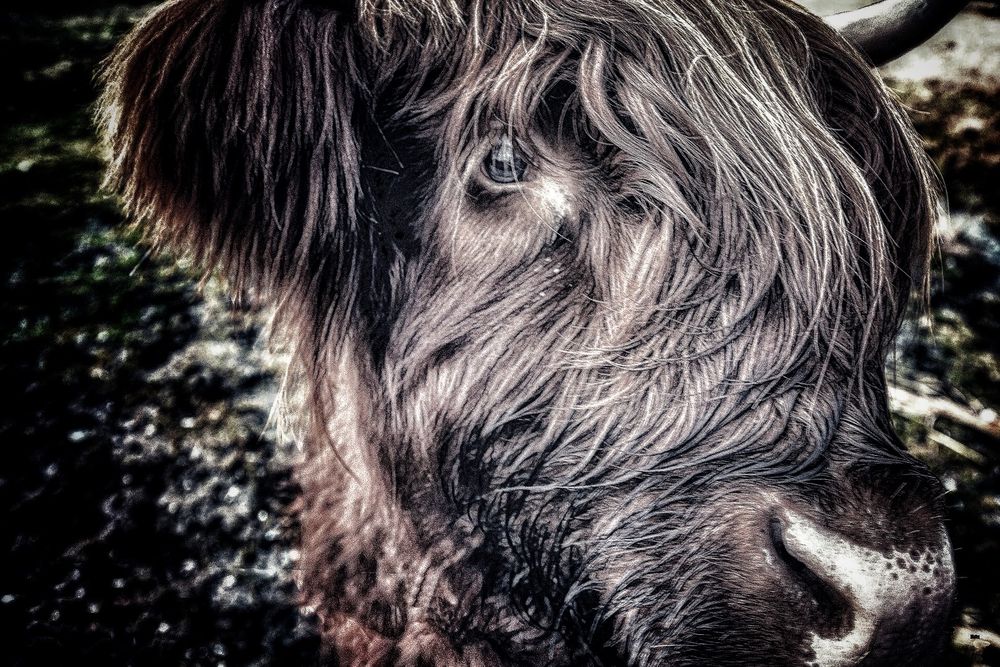 Schottisches Hochland –Rind_1703 Foto & Bild | usertreffen ...