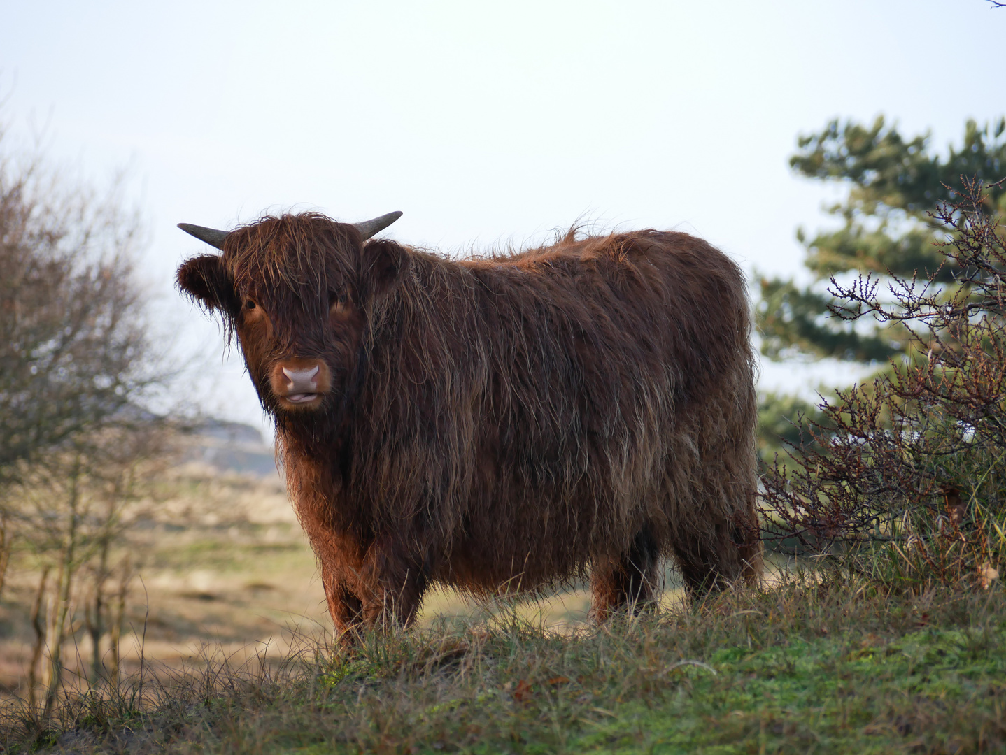 Schottisches Hochlandrind Foto & Bild | tiere, tierdetails, natur ...