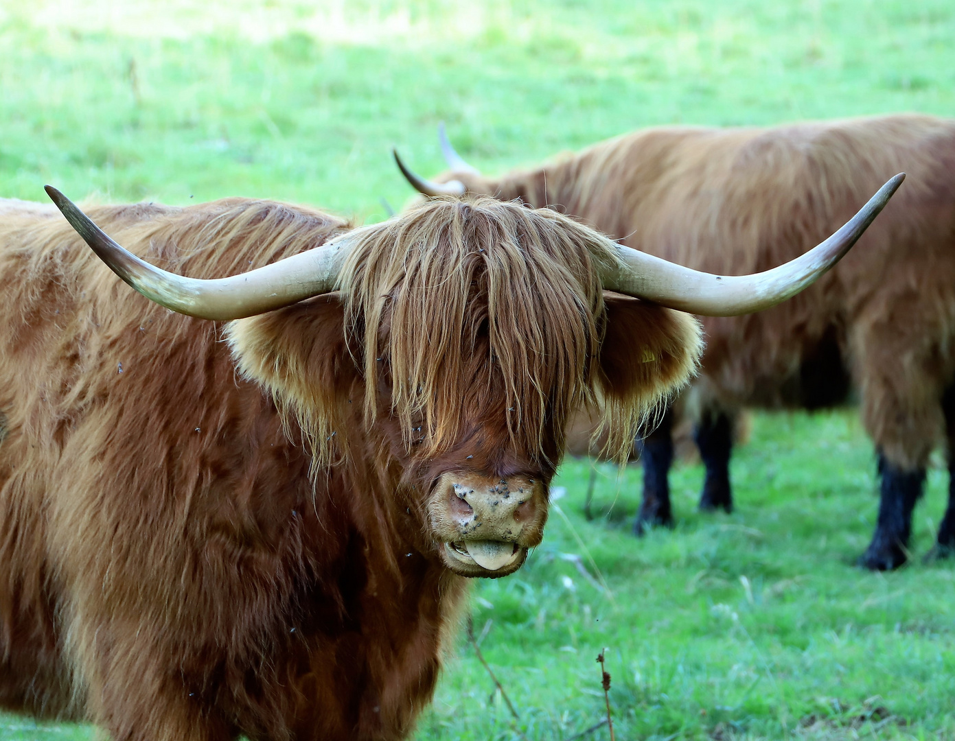 Schottisches Hochlandrind Foto & Bild | outdoor, natur, landschaft ...