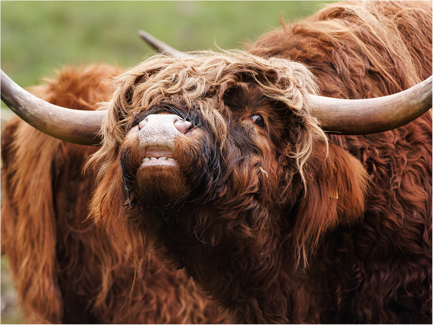 Schottisches Hochlandrind Foto & Bild | deutschland, europe ...