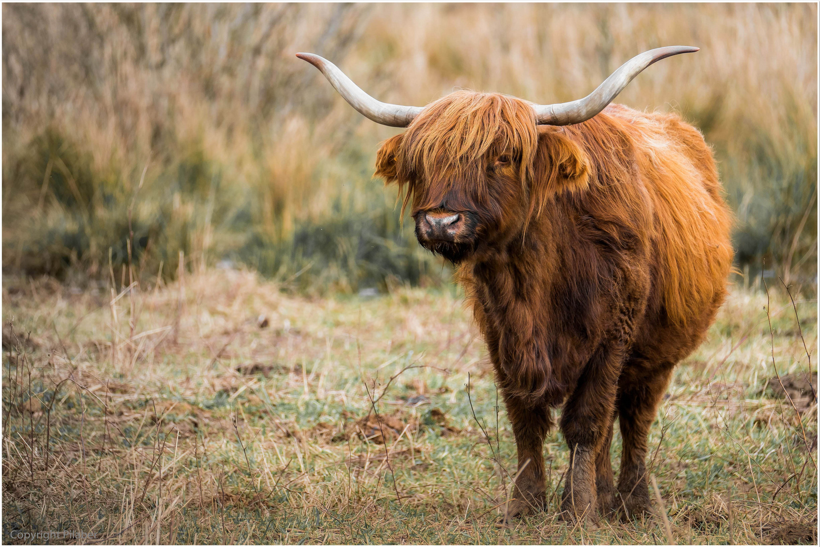 Schottisches Hochlandrind Foto & Bild | tiere, tierdetails, natur ...