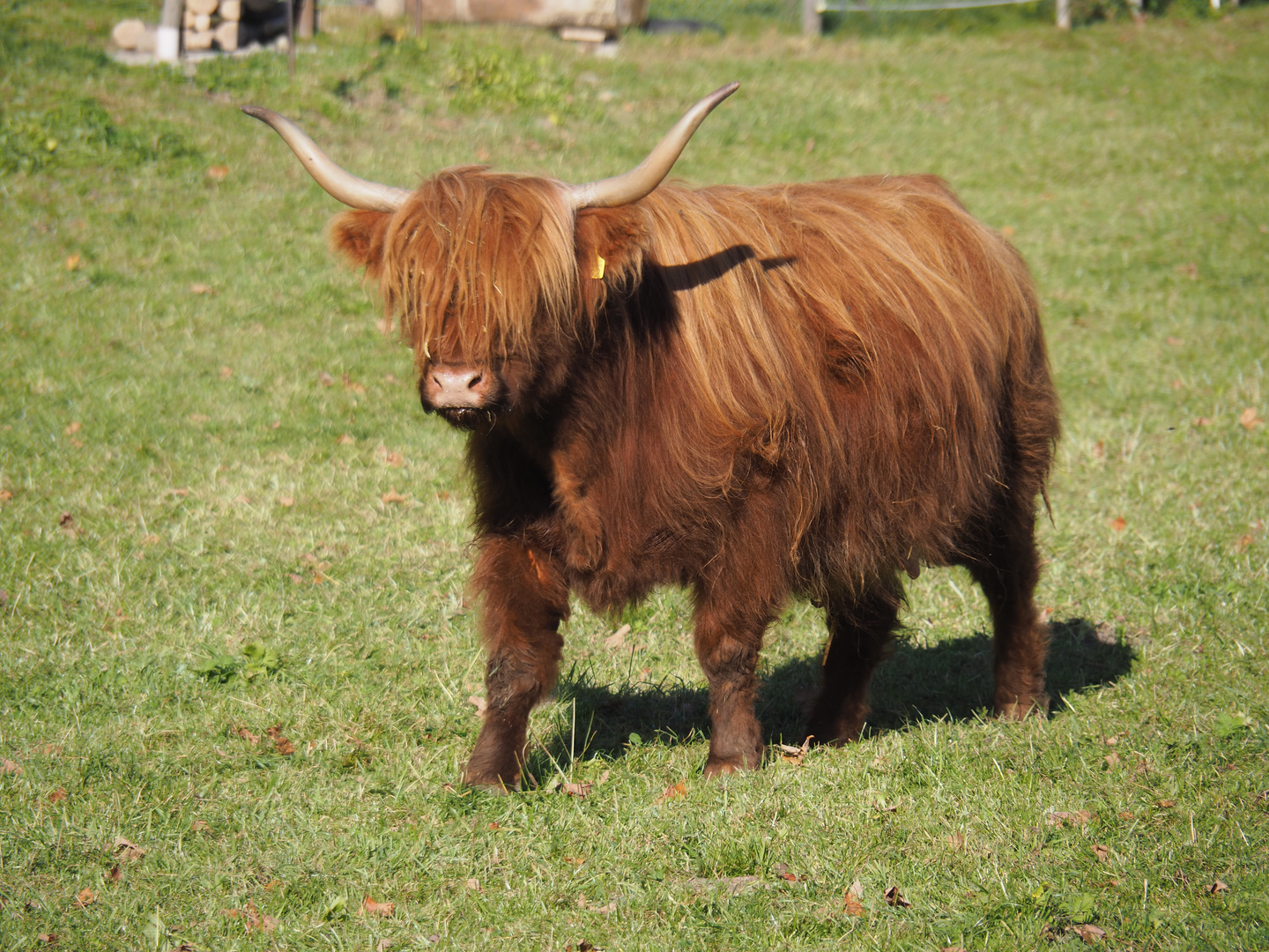 Schottisches Hochlandrind Foto & Bild | tiere, landwirtschaft ...