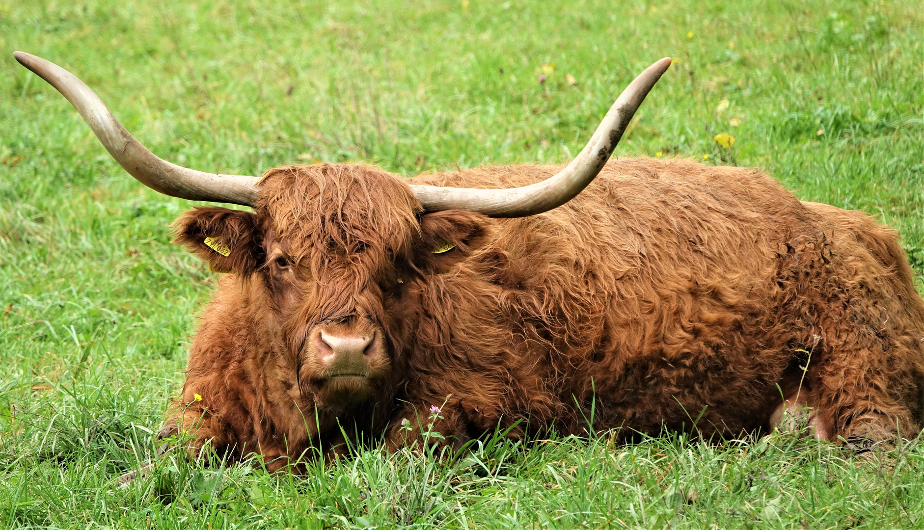 Schottisches Hochlandrind Foto & Bild | natur, landschaft, tiere Bilder ...