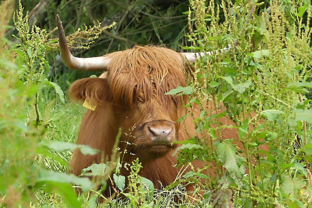 Schottisches Hochlandrind Foto & Bild | fotos, natur, nordsee Bilder ...