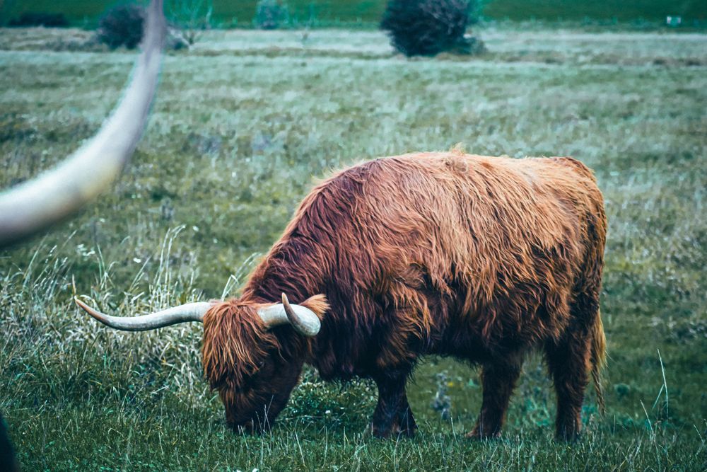 Schottisches Hochlandrind Foto & Bild | fotos, natur, landschaft Bilder ...