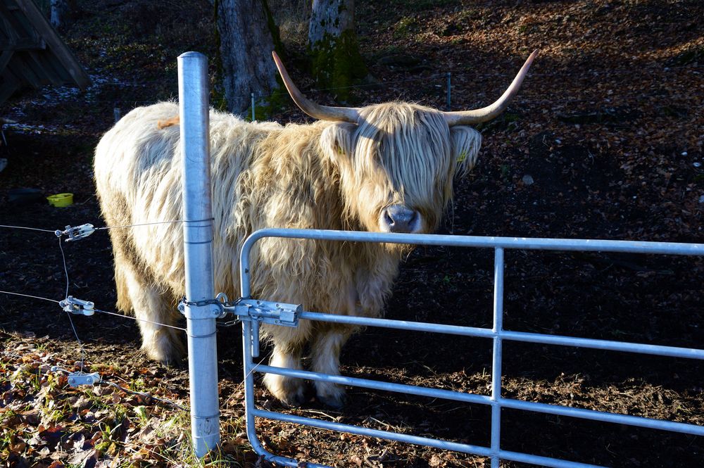 Schottisches Hochlandrind Foto & Bild | tiere, haustiere, landschaft ...