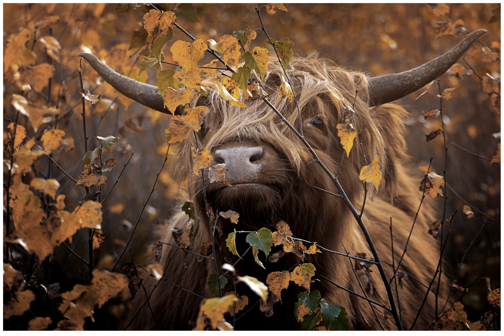Schottisches Hochlandrind Foto & Bild | tiere, wildlife, säugetiere ...