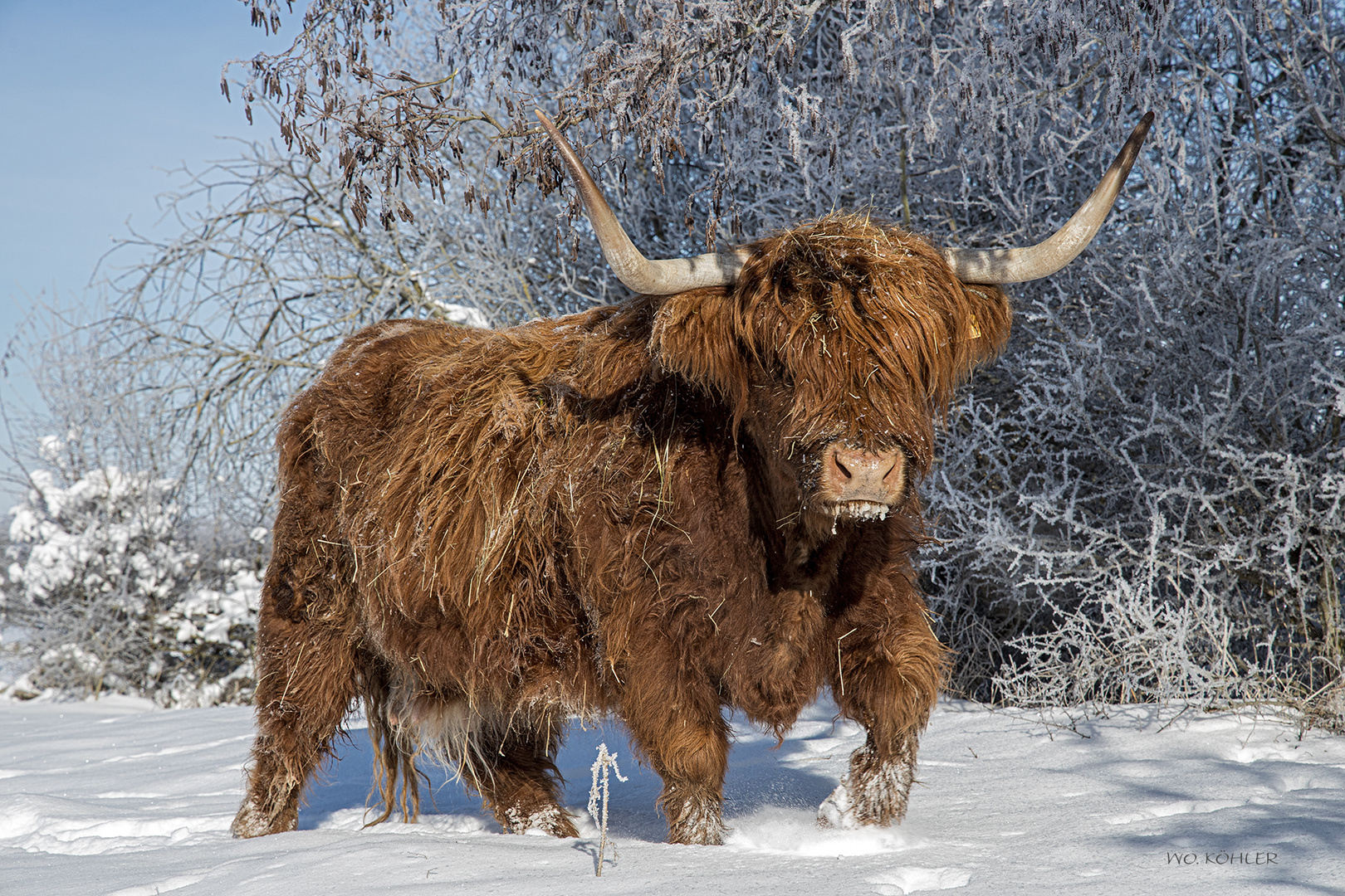 Schottisches Hochlandrind Foto & Bild | tiere, wildlife, wildlife ...