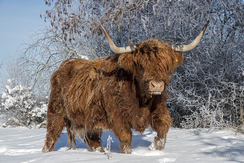 Schottisches Hochlandrind Foto & Bild | tiere, wildlife, wildlife ...