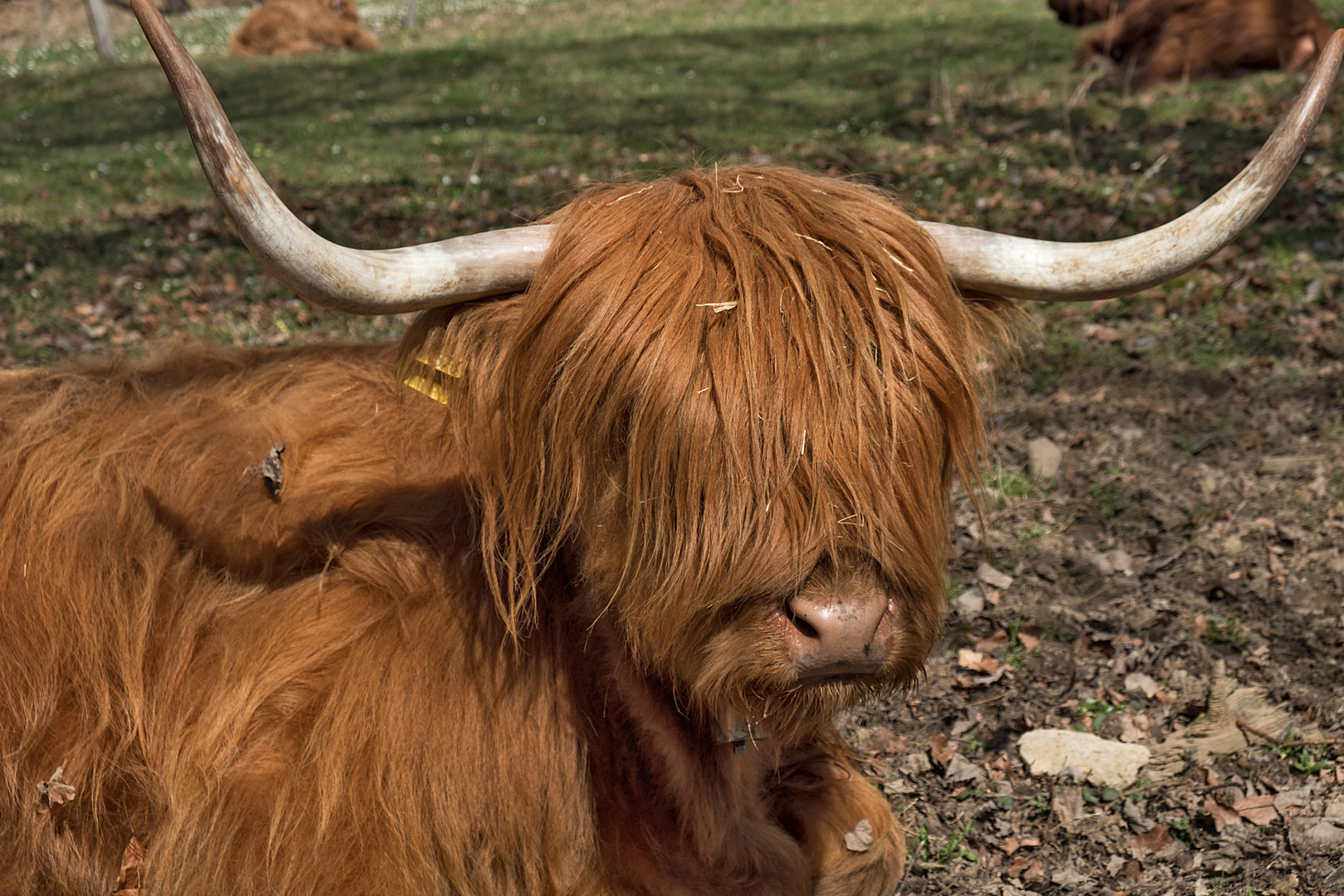 Schottisches Hochlandrind - der Beatle unter den Rindviechern Foto ...