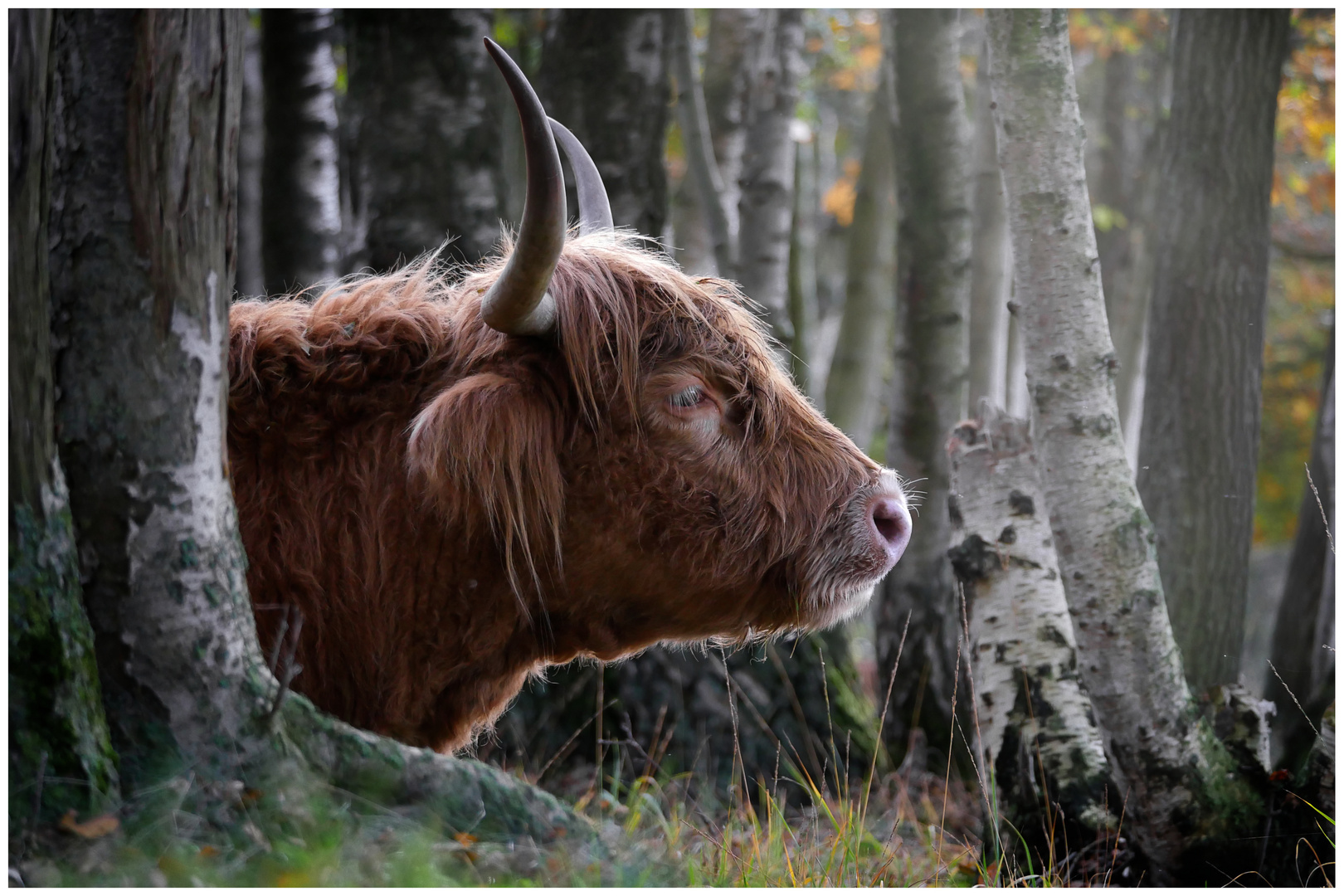 Schottisches Hochlandrind Foto & Bild | tiere, wildlife, säugetiere ...