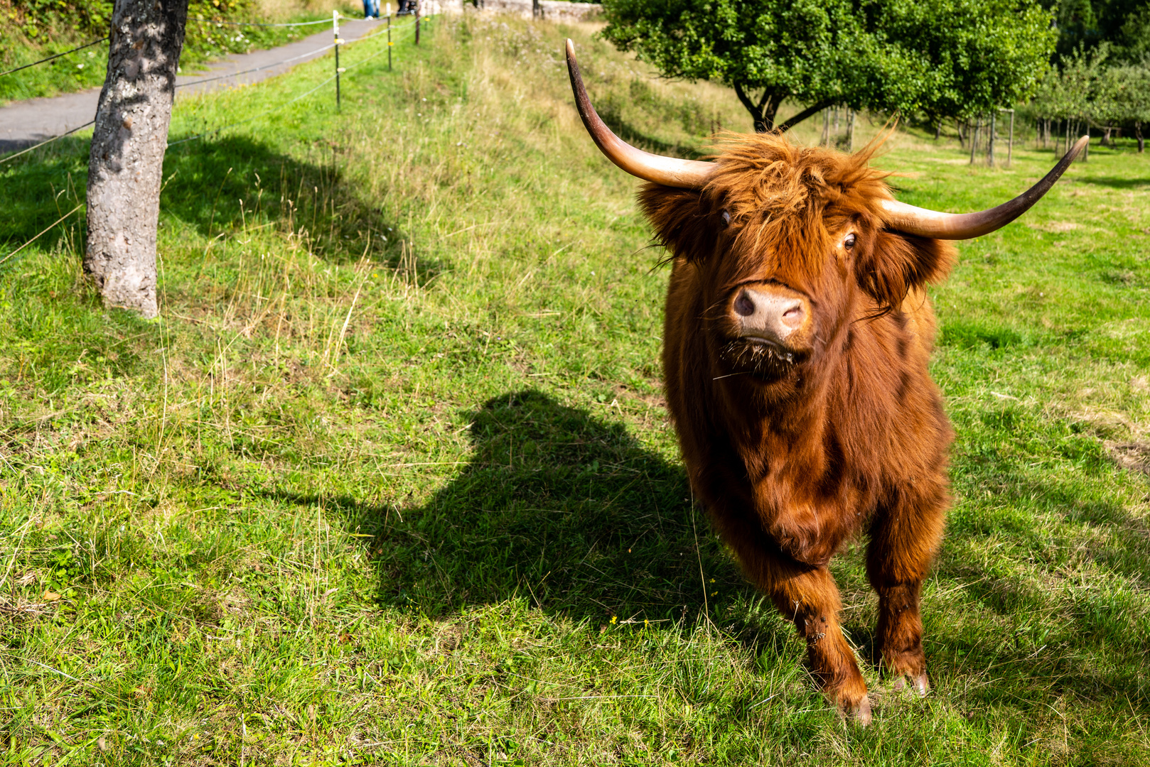 Schottisches Hochlandrind-Highland Cattle Foto & Bild | tiere ...
