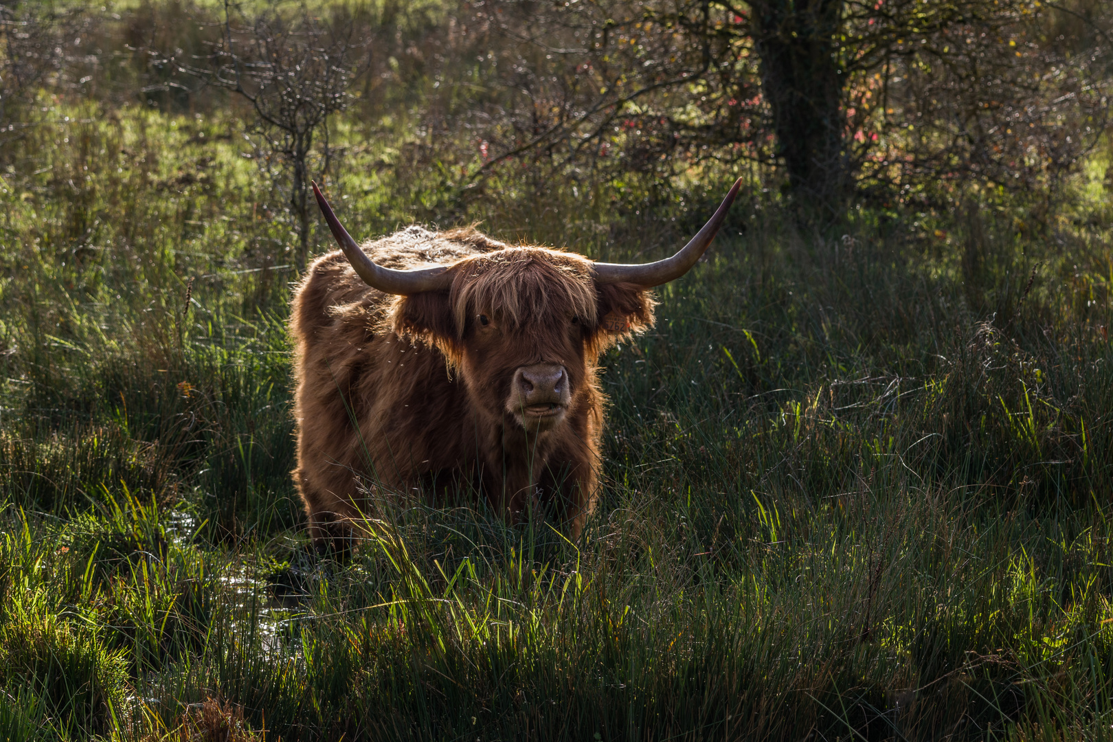 Schottisches Hochlandrind in einer Auenlandschaft Foto & Bild | tiere ...