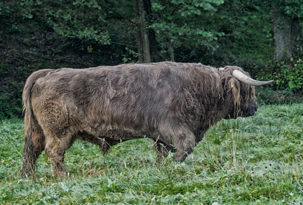 Schottisches Hochlandrind (männlich) Foto & Bild | tiere, haustiere ...