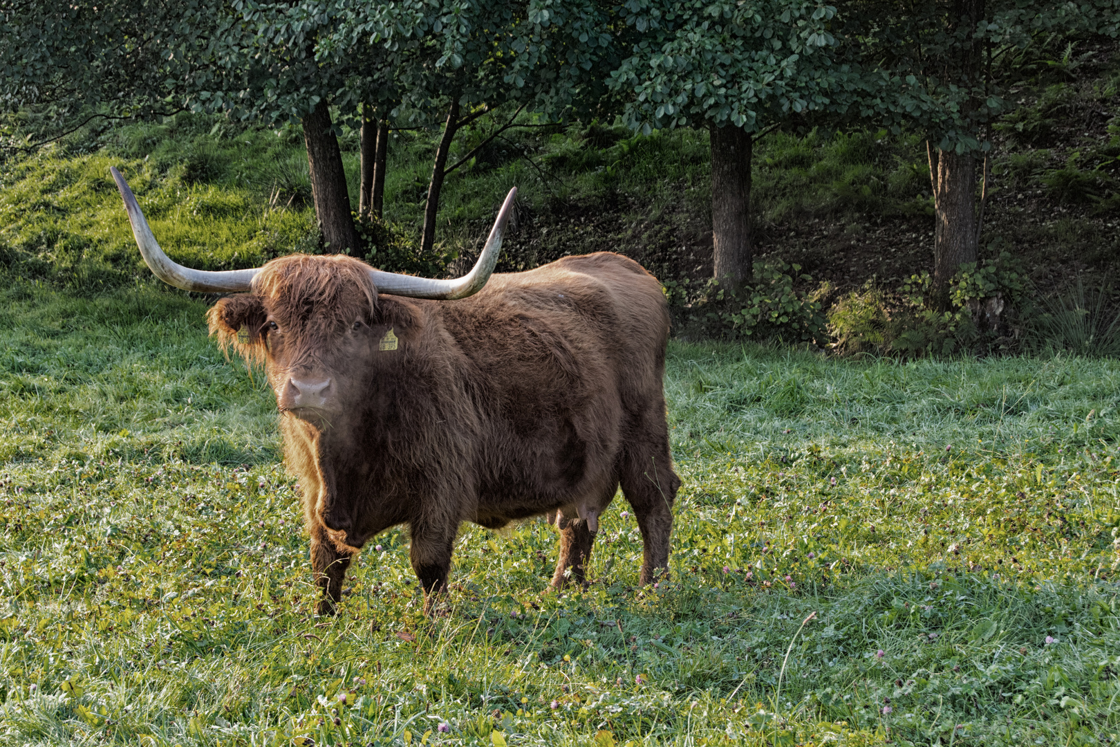Schottisches Hochlandrind (weiblich) Foto & Bild | tiere, haustiere ...